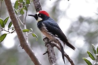 Birds of Orange County, CA